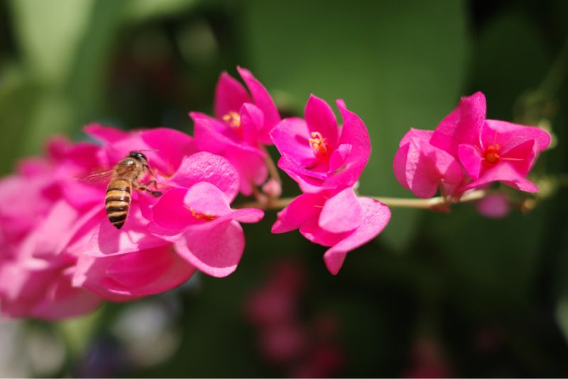 [Tawootchai aermsongkam] Ricoh GR iii : Macro mode