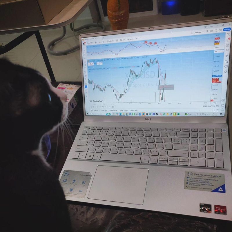 [NPmeStory - Design my own lifestyle] คนอื่นใช้ Bot trade 🤖 แต่ผมใช้แมวเทรด 😸 นี่คือความลับของผม 😂