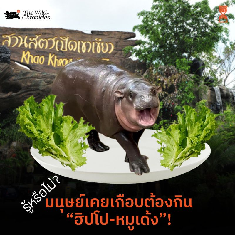 [The Wild Chronicles] รู้หรือไม่? มนุษย์เคยเกือบต้องกิน “ฮิปโป” !!! ช่วงนี้กระแสของ “หมูเด้ง ...
