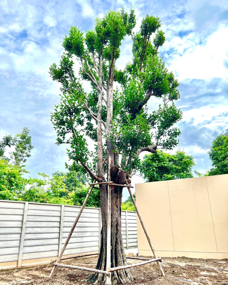 [สวนชาติไม้ใหญ่ จ.เชียงใหม่] สนใจออกแบบจัดสวนสวยๆ🌳ติดต่อสอบถามเข้ามาได้เลยครับ🌿ที่สวนชาติไม้ใหญ่ ...