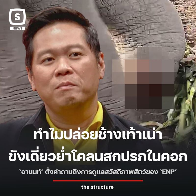 [The Structure] ทำไมปล่อยช้างเท้าเน่าขังเดี่ยวย่ำโคลนสกปรกในคอก‘อานนท์’ ตั้งคำถามถึงการดูแล ...