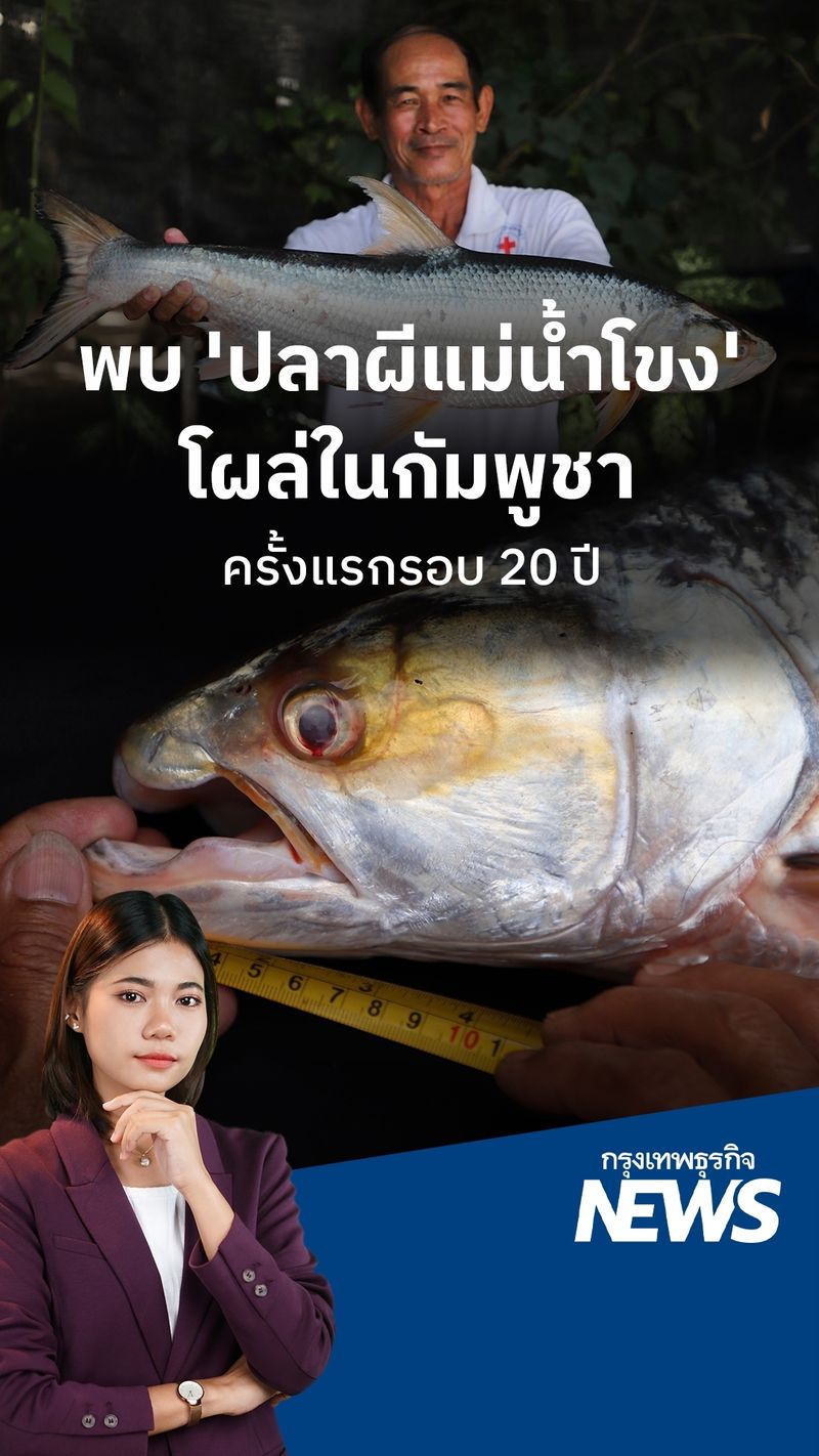 [กรุงเทพธุรกิจ] พบ 'ปลาผีแม่น้ำโขง' โผล่ในกัมพูชา ครั้งแรกรอบ 20 ปี ...