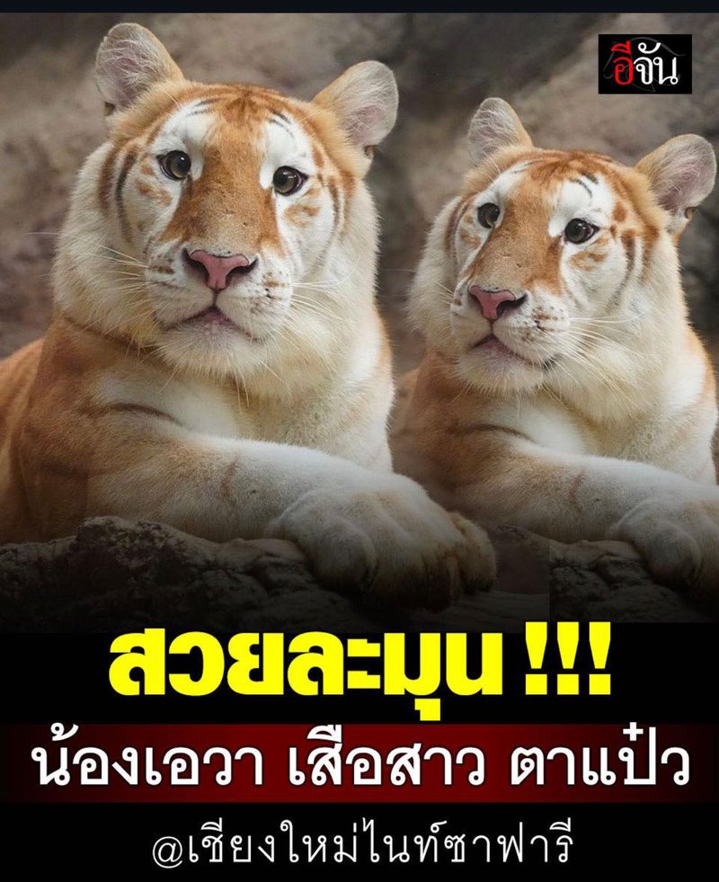 [atcha] เสือถูกมัดเชือก หมายความว่าอะไรไม่รู้ แต่เสือในสายตาเราวันนี้ ...