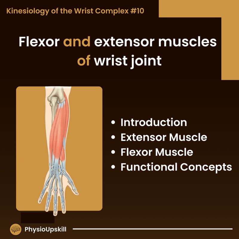 [Physioupskill] ## Episode 98: Kinesiology of the Wrist Complex #10 ...