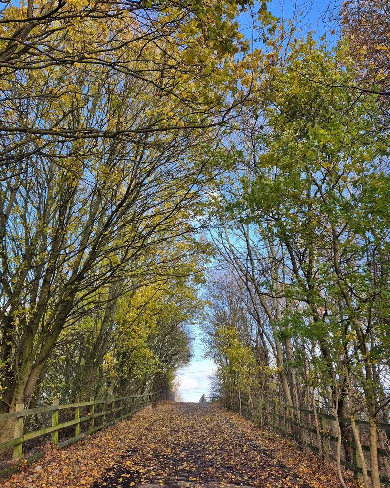 [Travel in UK] 3 The Oak Trail through Epping Forest, UK. (25.11.24) On ...