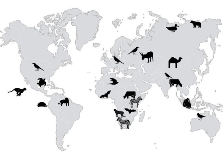 [Antfield] นักวิทยาศาสตร์พัฒนาระบบติดตามตำแหน่งสัตว์หลายสายพันธ์ุทั่ว ...