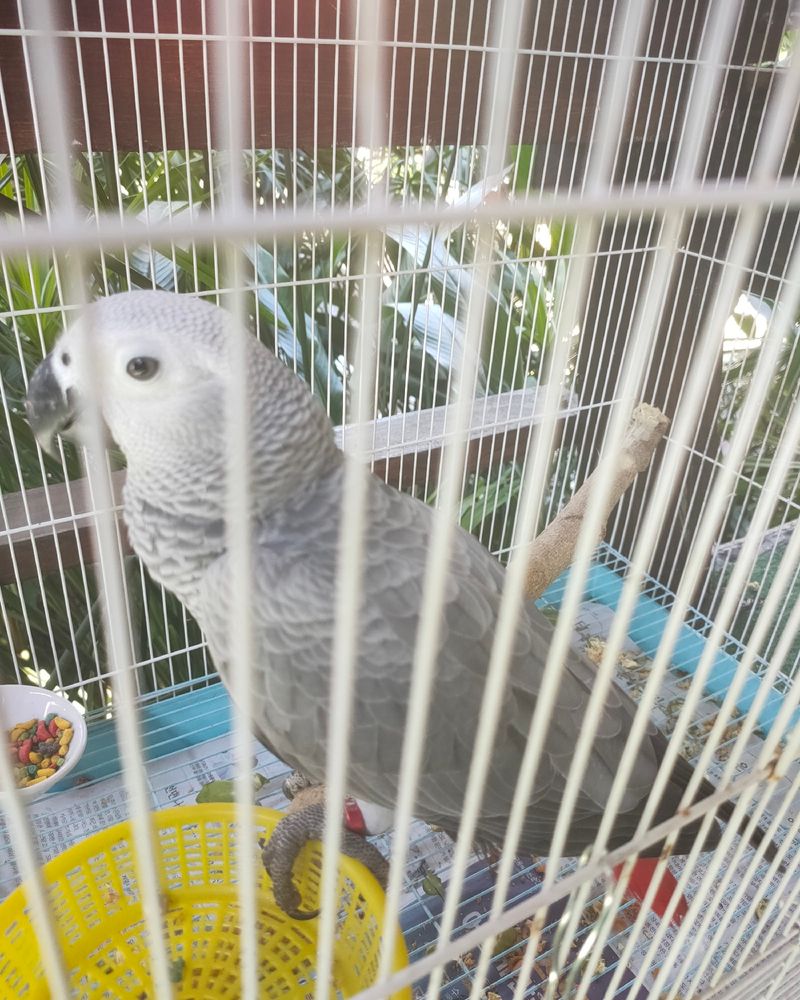 [Prashya Global] ประวัตินกแก้ว ประวัติและข้อมูลสำคัญ: