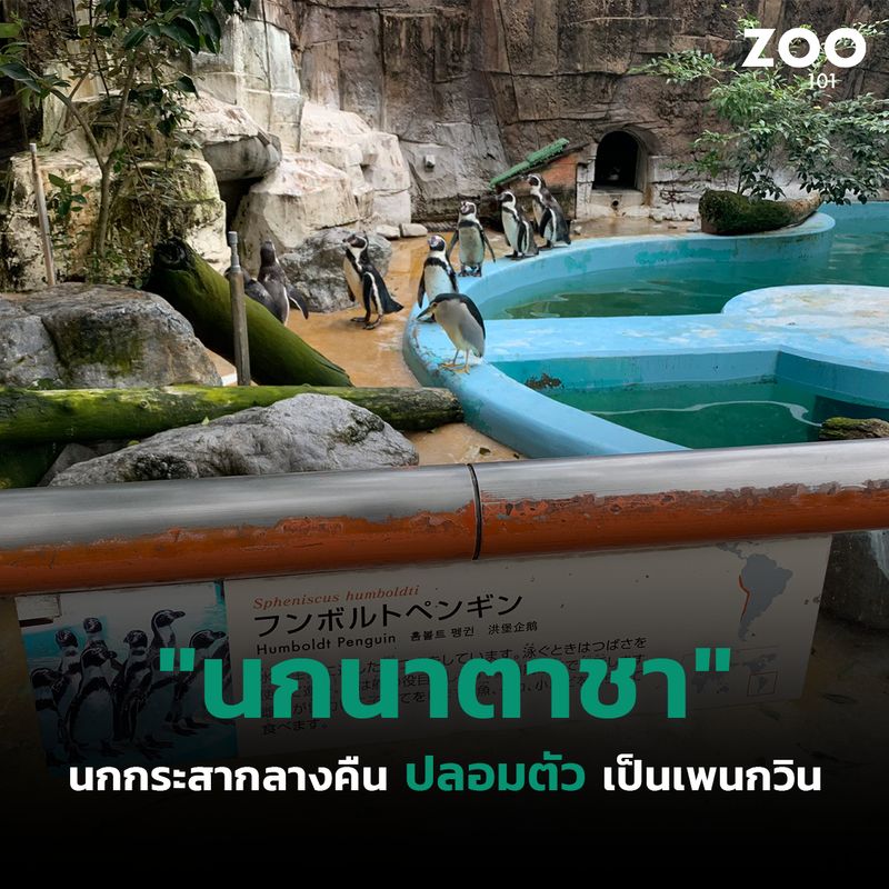 [ZOO 101] นกกระสากลางคืนปลอมตัวเป็นเพนกวินในสวนสัตว์ญี่ปุ่น พร้อมแย่งปลากินจนตัวกลมดิ๊ก (เนียน ...