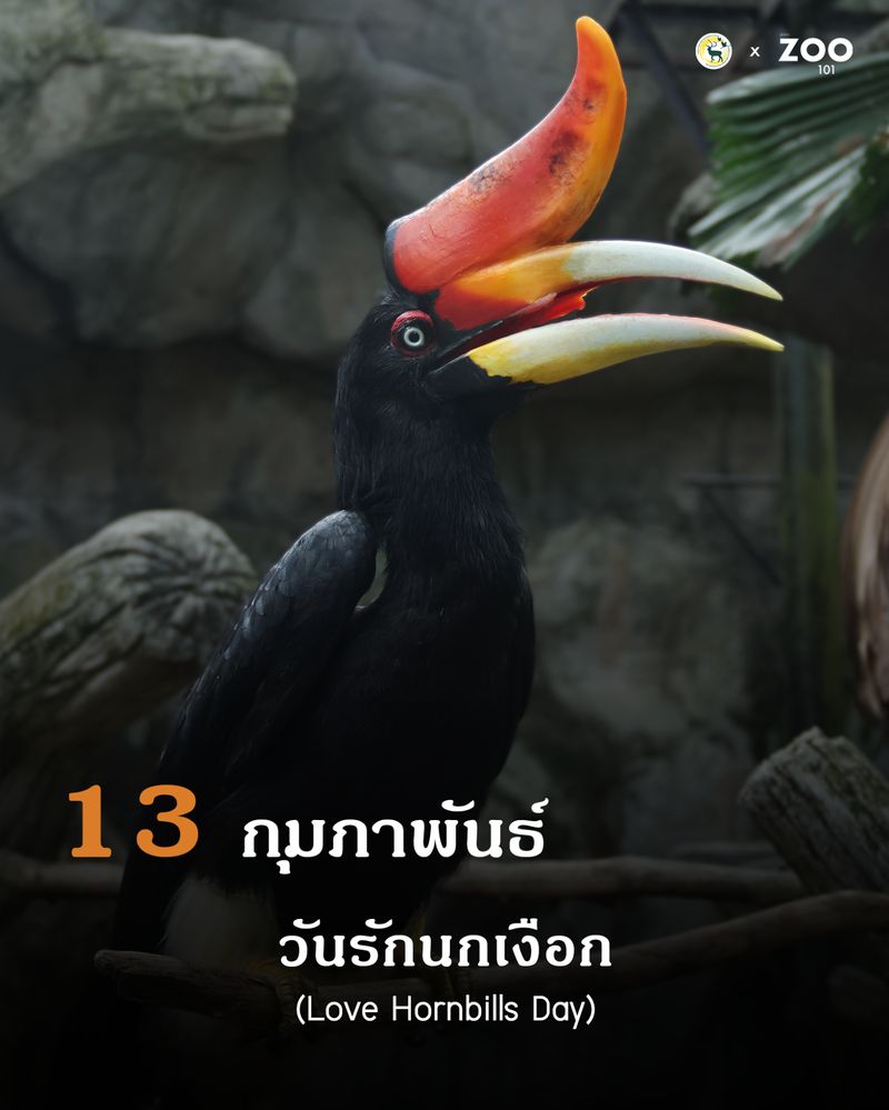 [ZOO 101] 13 กุมภาพันธ์ วันรักนกเงือก Love Hornbills Day - 13 Febuary