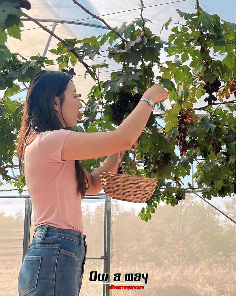 [Our a way เส้นทางของเรา] วันนี้จะพาเพื่อนๆ ไปเที่ยวสวนองุ่นกัน 🍇 ไม่ต้องบินไปไกลถึงเกาหลี ...