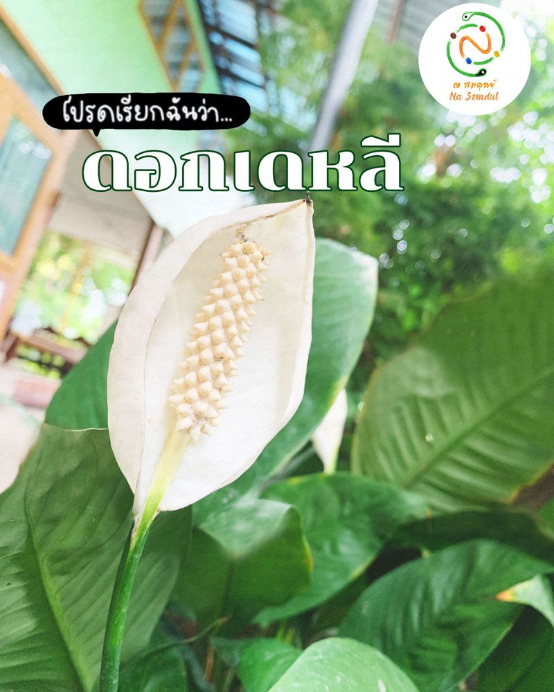 [ณ สมดุลย์ฯ ♡ NaSomdul ] 😣 ในช่วงนี้ปัญหา #ฝุ่น #ควัน PM2.5 ได้ปกคลุมไปทั่วกรุงเทพ รวมถึงหลาย ...