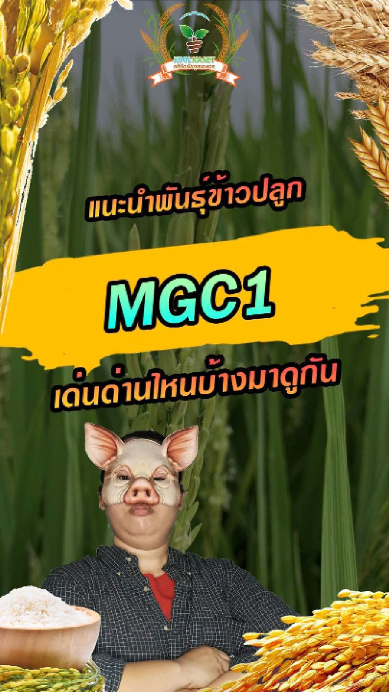 [คลินิกพืชคูลเกษตร Koolkaset Agri-clinic] MGC1 . ติดต่อได้ที่ >> https ...