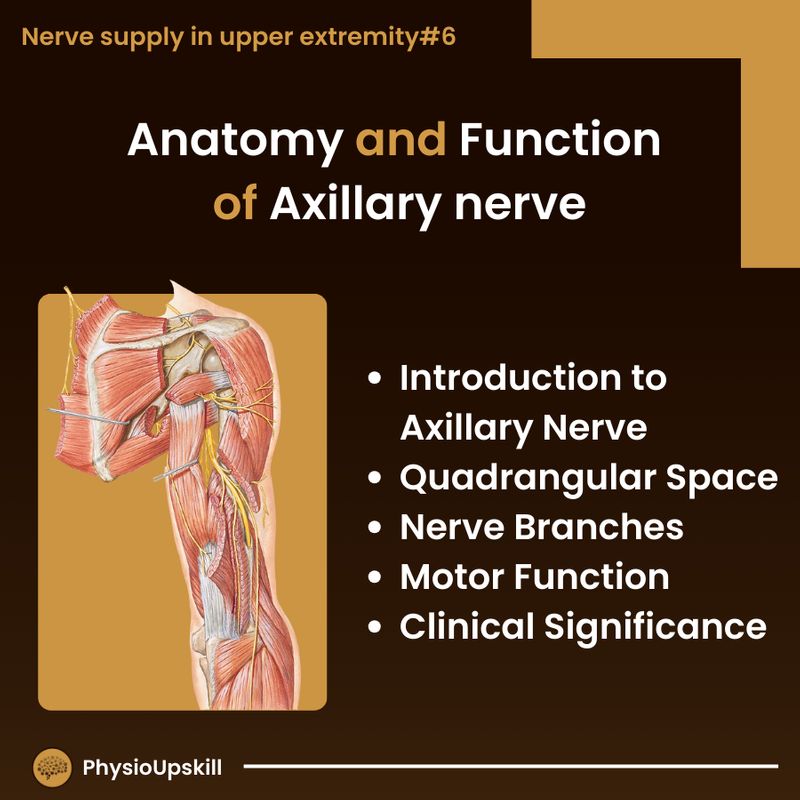 [Physioupskill] ## Episode106: Nerve supply in upper extremity#6 ...