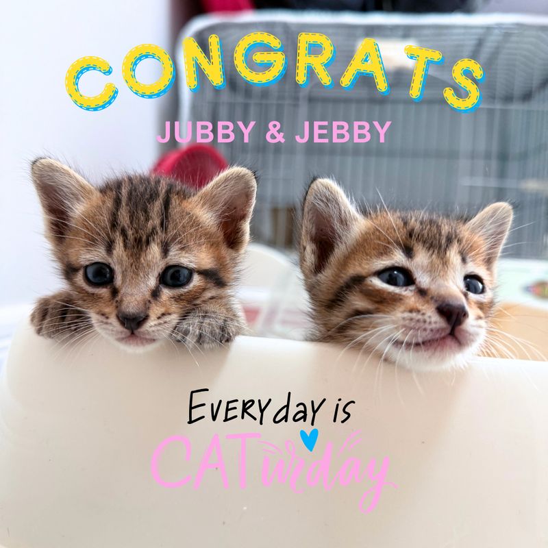 [Jubby & Jebby แมวแฝดแสบซ่า 🖤🤎🐾] เริ่มเลี้ยงแมวครั้งแรกในชีวิตต้อง ...