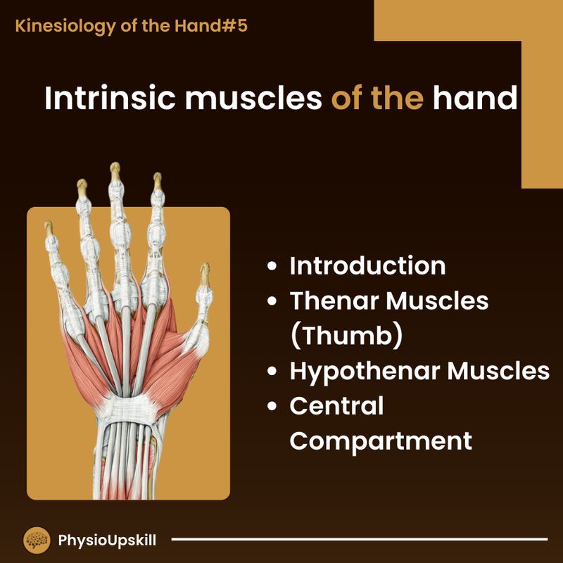 [Physioupskill] ## Episode111: Kinesiology of the Hand#5 Intrinsic ...