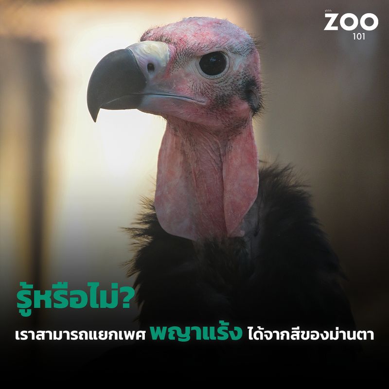 [ZOO 101] "พญาแร้ง" Red-headed Vulture 🪶 นกขนาดใหญ่ ที่ถูกจัดอยู่ในกลุ่มของนกนักล่า เมื่อโตเต็ม ...