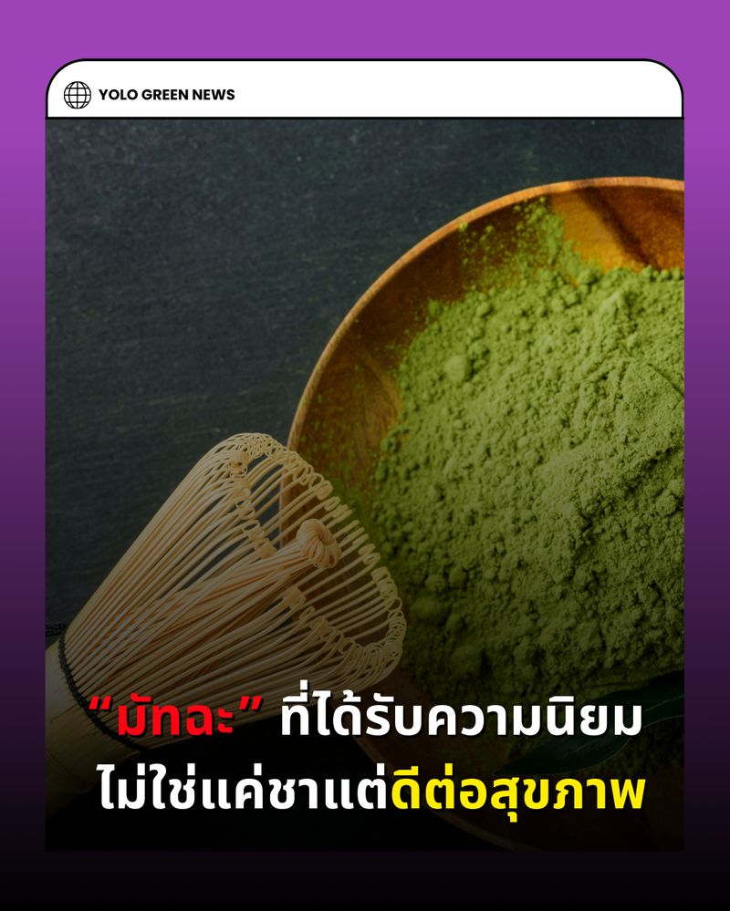 [Yolo Green News] “มัทฉะ” ที่ได้รับความนิยมในตอนนี้ ไม่ใช่แค่ชาแต่ดีต่อ ...