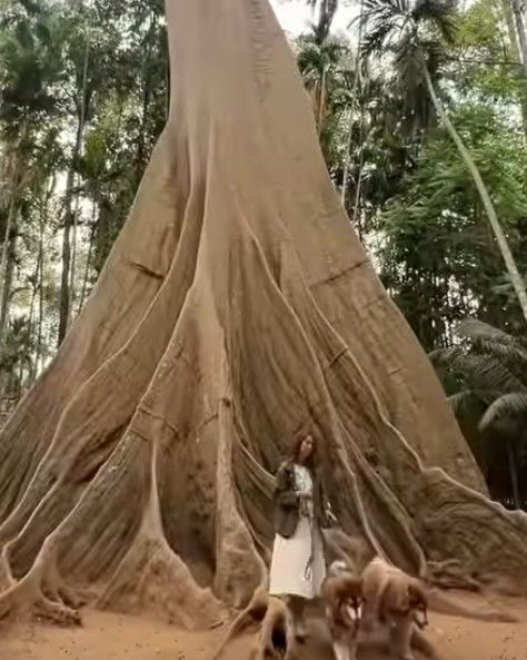 [jira...orawan jaikla] ต้นไม้ยักษ์ https://www.facebook.com/share/p/19TjXMpneJ/