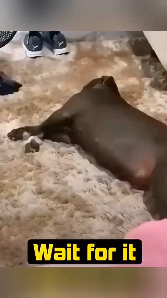 [เบื่อเมือง] หมาเป็นสัตว์ตลก