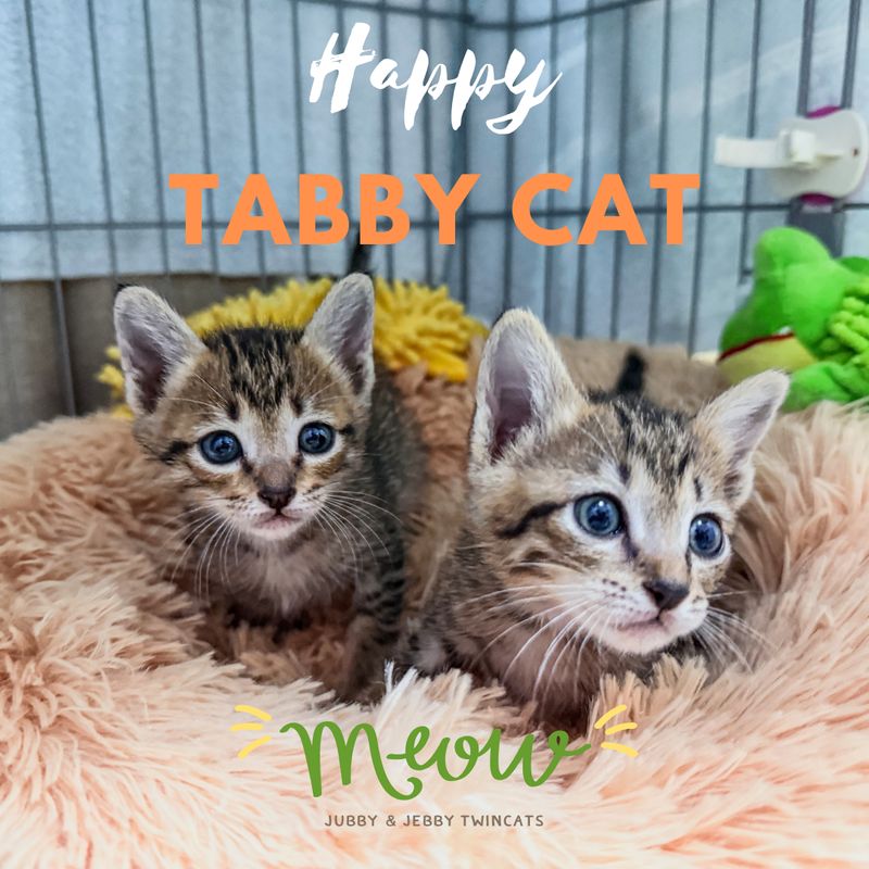 [Jubby & Jebby แมวแฝดแสบซ่า 🖤🤎🐾] แมวลายสลิดเป็นแมวแบบไหน เค้าว่ากันว่า ...