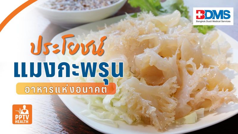 [PPTVHD36] แมงกะพรุน สายพันธุ์ที่ทานได้ในไทย เคี้ยวเพลินมีโปรตีนสูง แคล ...
