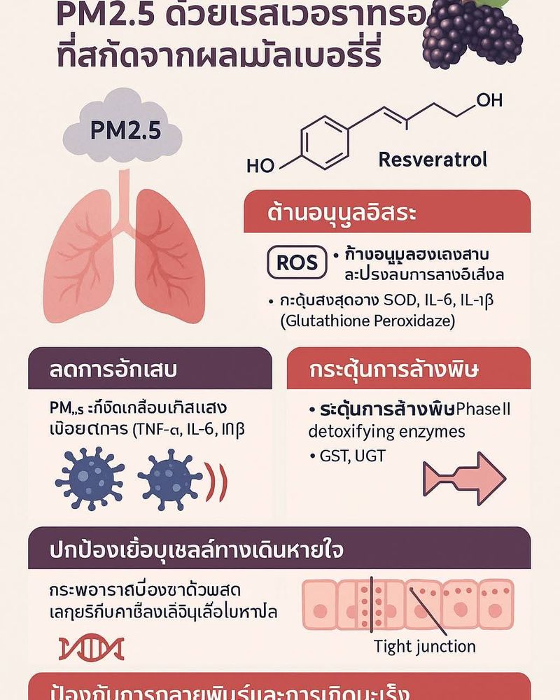 [ไพบูลย์ สถาปนาวิสุทธิ์] อธิบายอย่างละเอียดถึงกลไกการล้างพิษของฝุ่น PM2.5 ด้วยเรสเวอราทรอลที่ ...