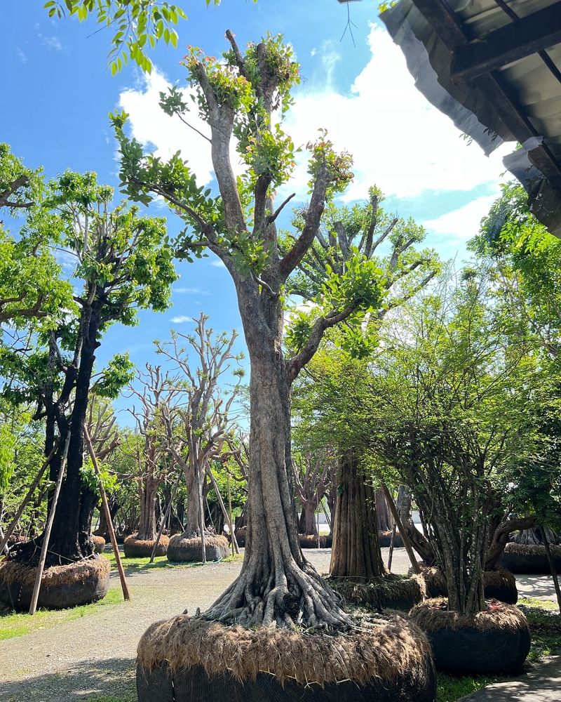 [สวนชาติไม้ใหญ่ จ.เชียงใหม่] ต้นพูนทรัพย์🌳 หน้า 20“📌 โชว์โคนสวยๆ สอบถามได้ครับ👇👇 ️@Line: 089-265 ...