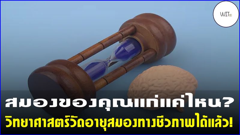 [Witly. - เปิดโลกวิทย์แบบเบา ๆ] 🧠 สมองของคุณแก่แค่ไหน? วิทยาศาสตร์วัด ...