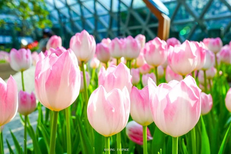 [Pro Fess] ว่าง โลกสมมุติ ที่เน้นเนื้อหาเกี่ยวกับ “ภาษาสมมุติ”, “สมมุติชื่อ”, “สมมุติค่า” และ ...