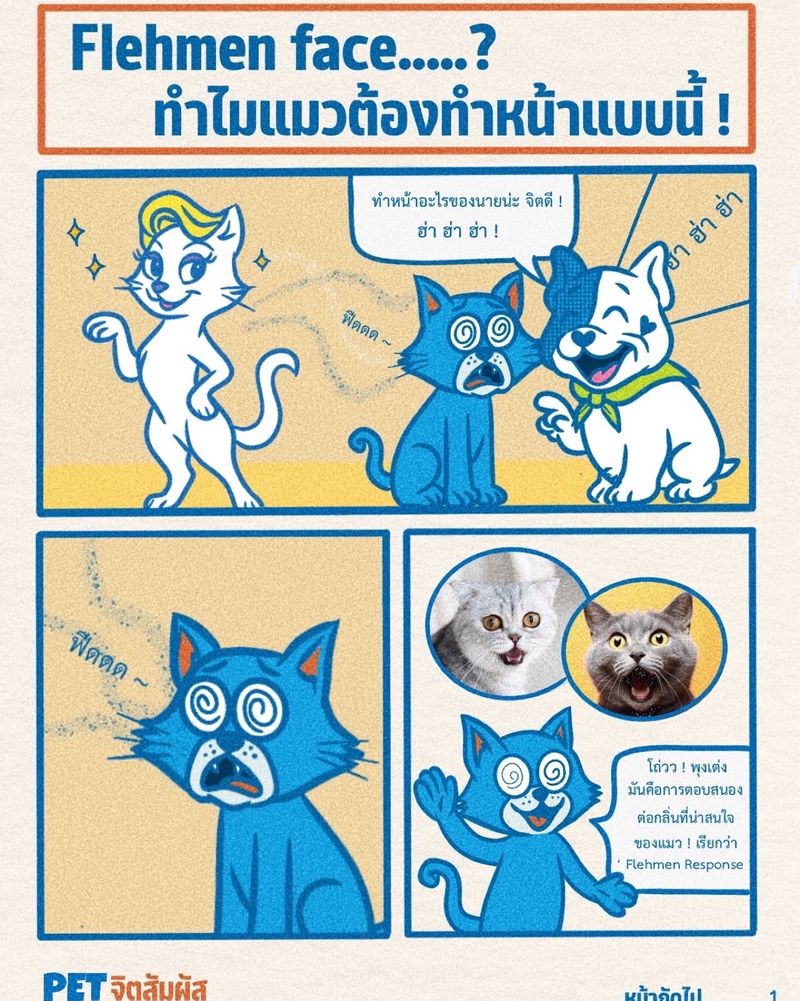 [Petจิตสัมผัส 🐾] ตอนที่ 4 : 😺 Flehmen face … แมวทำหน้าแบบนี้ไปทำไม ? 🐾 ...