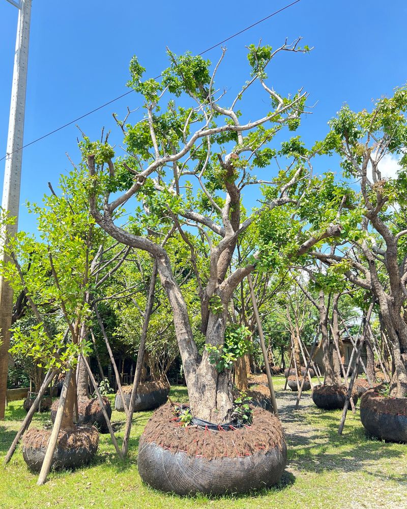 [สวนชาติไม้ใหญ่ จ.เชียงใหม่] ต้นหว้าน้ำโขง ฟอร์มสวยๆเต็มๆ 🌳 หน้า 20“+📌 สนใจติดต่อสอบถามได้ครับ👇👇 ...