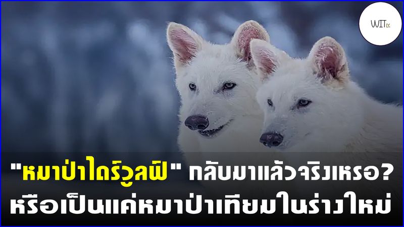 [Witly. - เปิดโลกวิทย์แบบเบา ๆ] 🧬🐺 "หมาป่าไดร์วูลฟ์" กลับมาแล้วจริงเหรอ ...