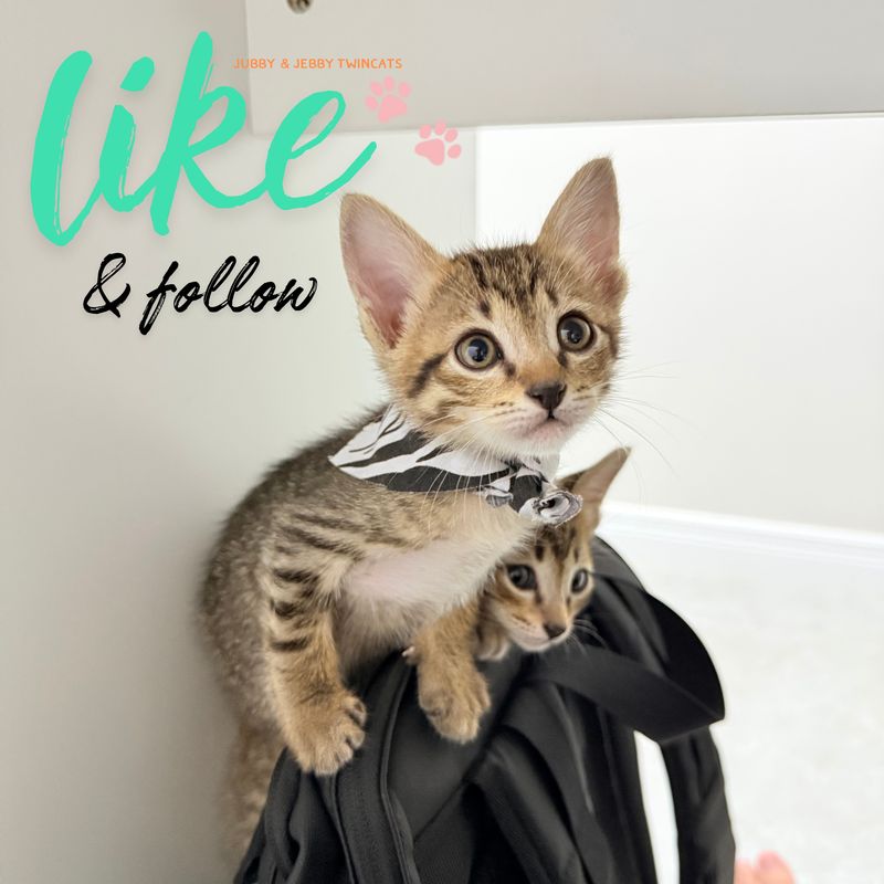 [Jubby & Jebby แมวแฝดแสบซ่า 🖤🤎🐾] เลี้ยงลูกแมววัย 2 เดือน ต้องดูแลยังไง ...