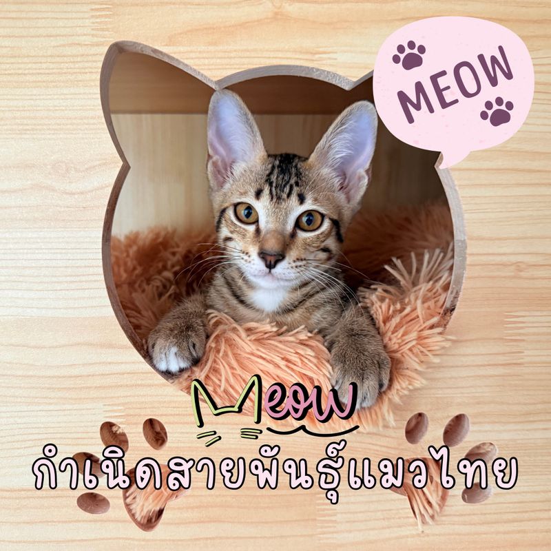 [Jubby & Jebby แมวแฝดแสบซ่า 🖤🤎🐾] กำเนิดสายพันธุ์แมวไทย "รู้หรือไม่ว่า ...