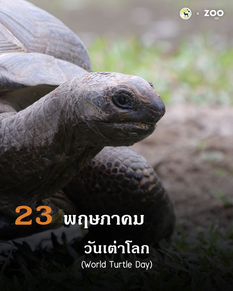 [ZOO 101] 23 พฤษภาคม วันเต่าโลก WORLD TURTLE DAY - May 23