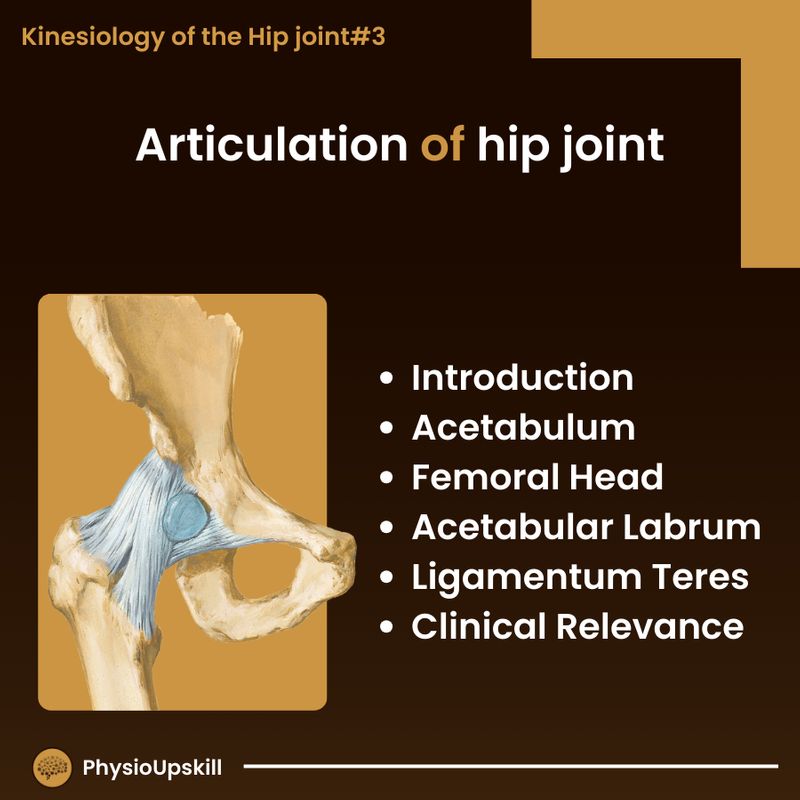 [Physioupskill] ## Episode120: Kinesiology of the Hip joint#3 ...