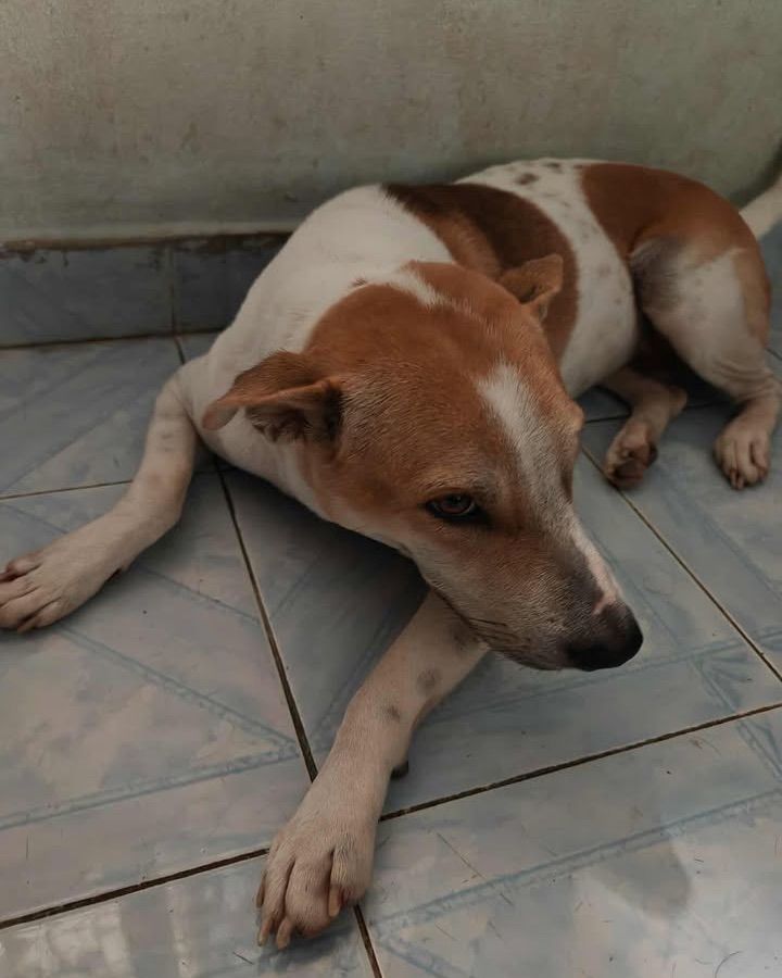 [jokergame] ช่วยด้วยครับพี่ หมาฉี่ใส่ PS5 ผม! อย่างแรกที่ต้องรีบทำก็คือ ...