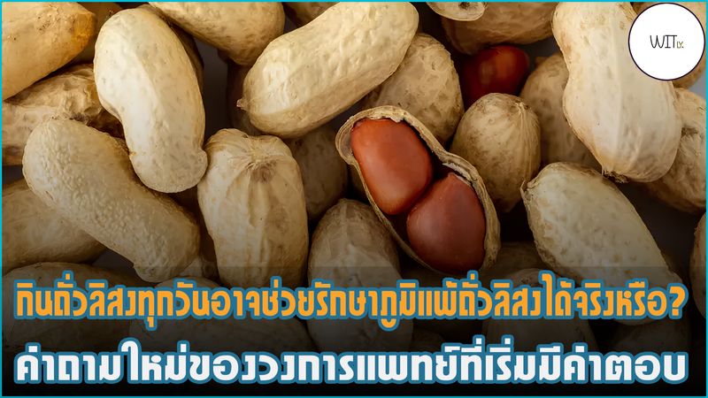 [Witly. - เปิดโลกวิทย์แบบเบา ๆ] 🥜 "กินถั่วลิสงทุกวันอาจช่วยรักษาภูมิแพ้ ...