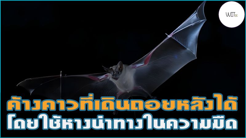 [Witly. - เปิดโลกวิทย์แบบเบา ๆ] 🦇 ค้างคาวที่เดินถอยหลังได้ โดยใช้หางนำ ...