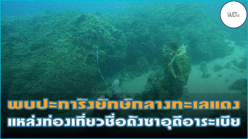 [Witly. - เปิดโลกวิทย์แบบเบา ๆ] 🌍 พบปะการังยักษ์กลางทะเลแดงแหล่งท่อง ...