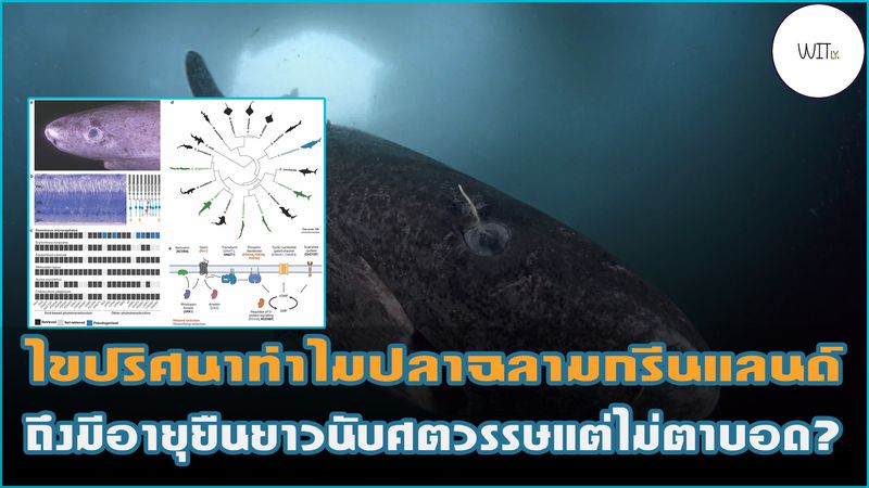[Witly. - เปิดโลกวิทย์แบบเบา ๆ] 🦈 ไขปริศนาทำไมปลาฉลามกรีนแลนด์ถึงมีอายุ ...