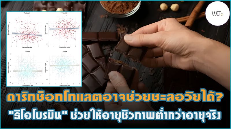 [Witly. - เปิดโลกวิทย์แบบเบา ๆ] 🟤 ดาร์กช็อกโกแลตอาจช่วยชะลอวัยได้? "ธี ...