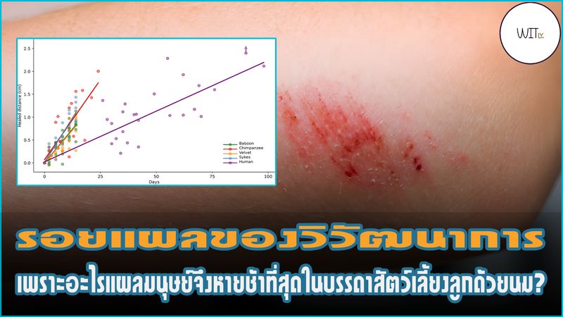 [Witly. - เปิดโลกวิทย์แบบเบา ๆ] 🩸🧬 รอยแผลของวิวัฒนาการ เพราะอะไรแผล ...