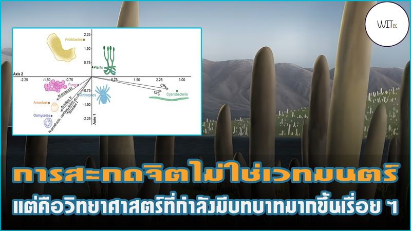 [Witly. - เปิดโลกวิทย์แบบเบา ๆ] 🧬 ต้นไม้ยักษ์ หรือสิ่งมีชีวิตจากอีกกิ่ง ...