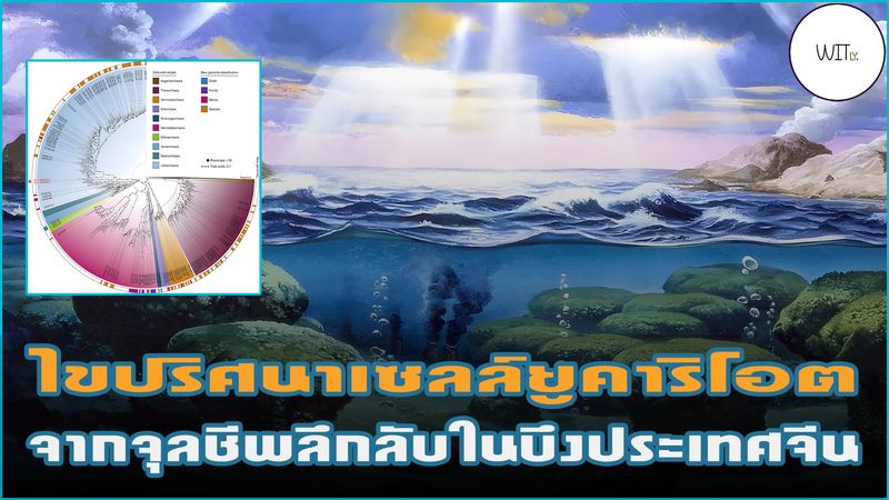 [Witly. - เปิดโลกวิทย์แบบเบา ๆ] 🧬 ไขปริศนาเซลล์ยูคาริโอตจากจุลชีพลึกลับ ...