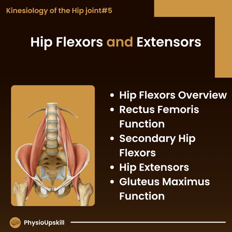 [Physioupskill] ## Episode122: Kinesiology of the Hip joint#5 Hip ...