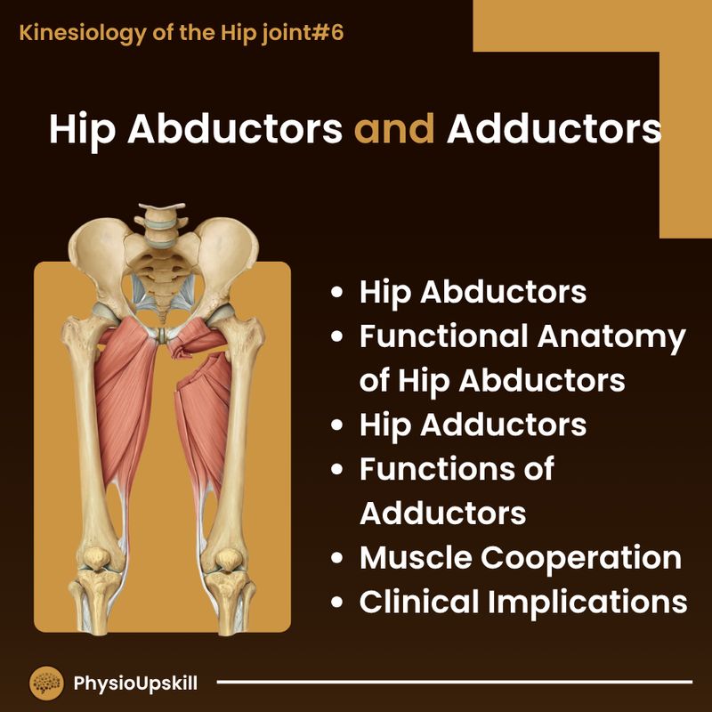 [Physioupskill] ## Episode123: Kinesiology of the Hip Joint#6 Hip ...