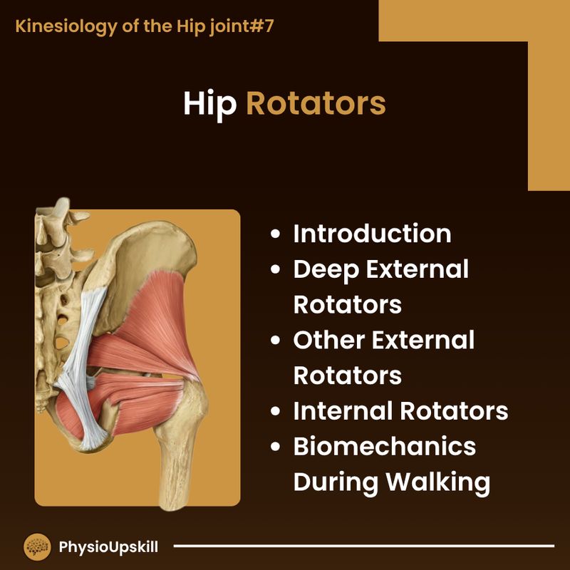 [Physioupskill] ## Episode124: Kinesiology of the Hip Joint#7 Hip ...