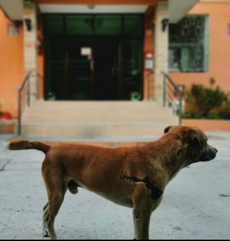 [Mee Jung ] เร่ร่อน (ร่อน) 🐕 ร่อนเป็นหมาในอุปการะห่าง ๆ ของเรา 🤗🍗🍳 ...