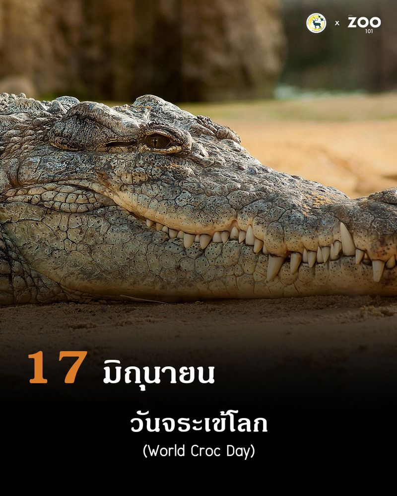 [ZOO 101] 17 มิถุนายน วันจระเข้โลก World Croc Day - June 17